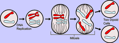 # 30 Mitosis | Biology Notes for A level