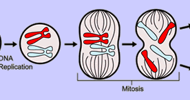 # 30 Mitosis | Biology Notes for A level