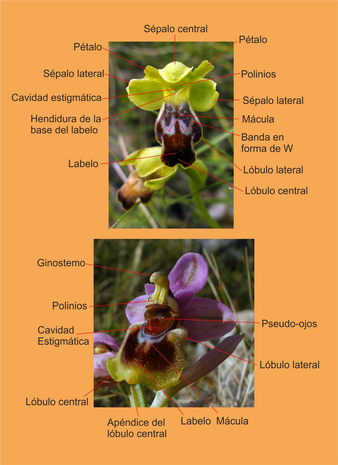 Orquídeas silvestres en Gata y alrededores: Partes de la Flor