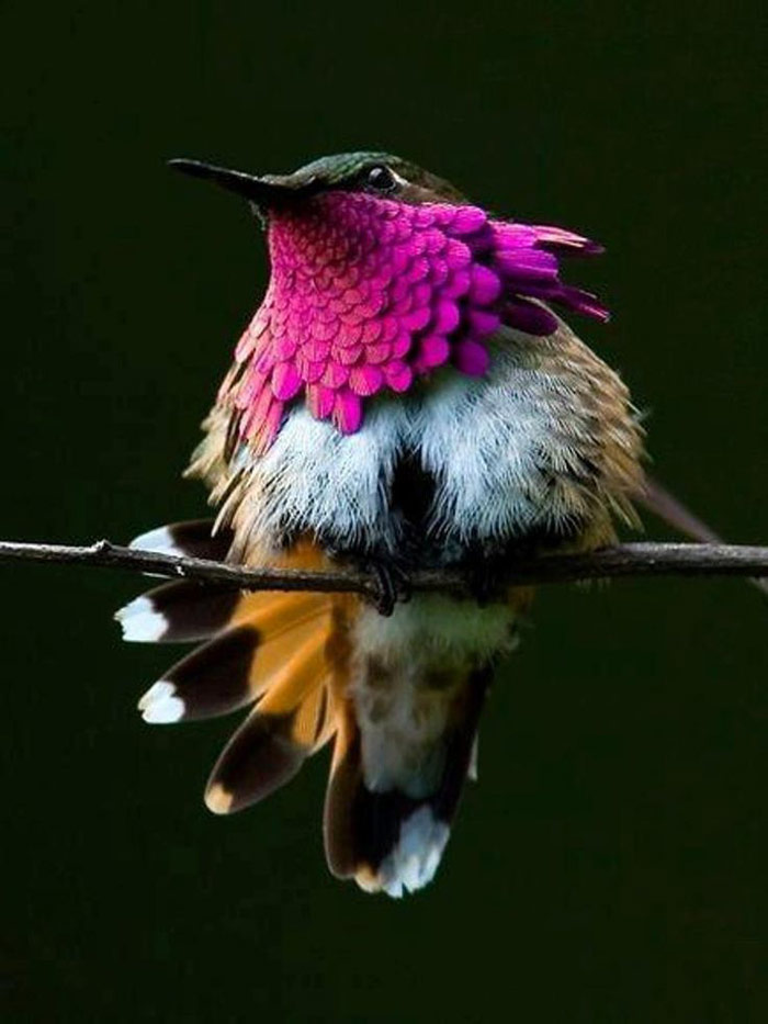 Mirando al mundo con sentimientos: 12 hermosos colibríes