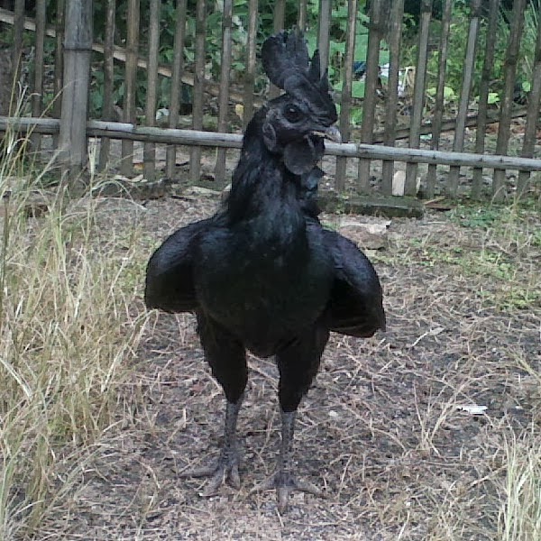 World's Most Expensive Chicken - Various Bird Species