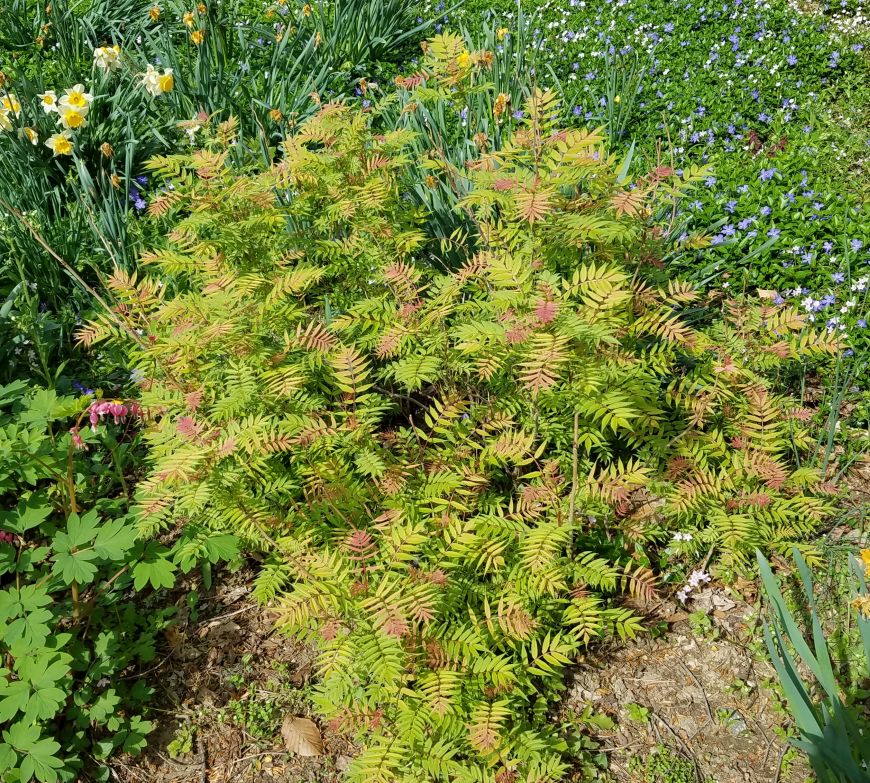 Future Plants by Randy Stewart: False Spirea