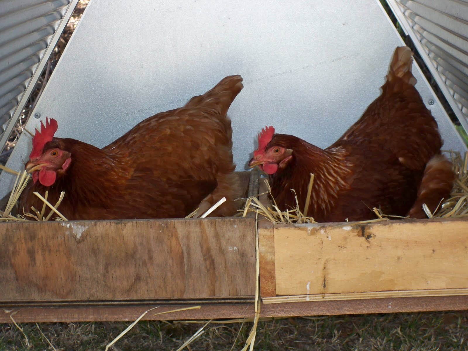 2 Happy Hens: April 2011