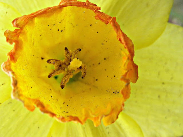 Splendid Little Stars: inside xanthic flowers