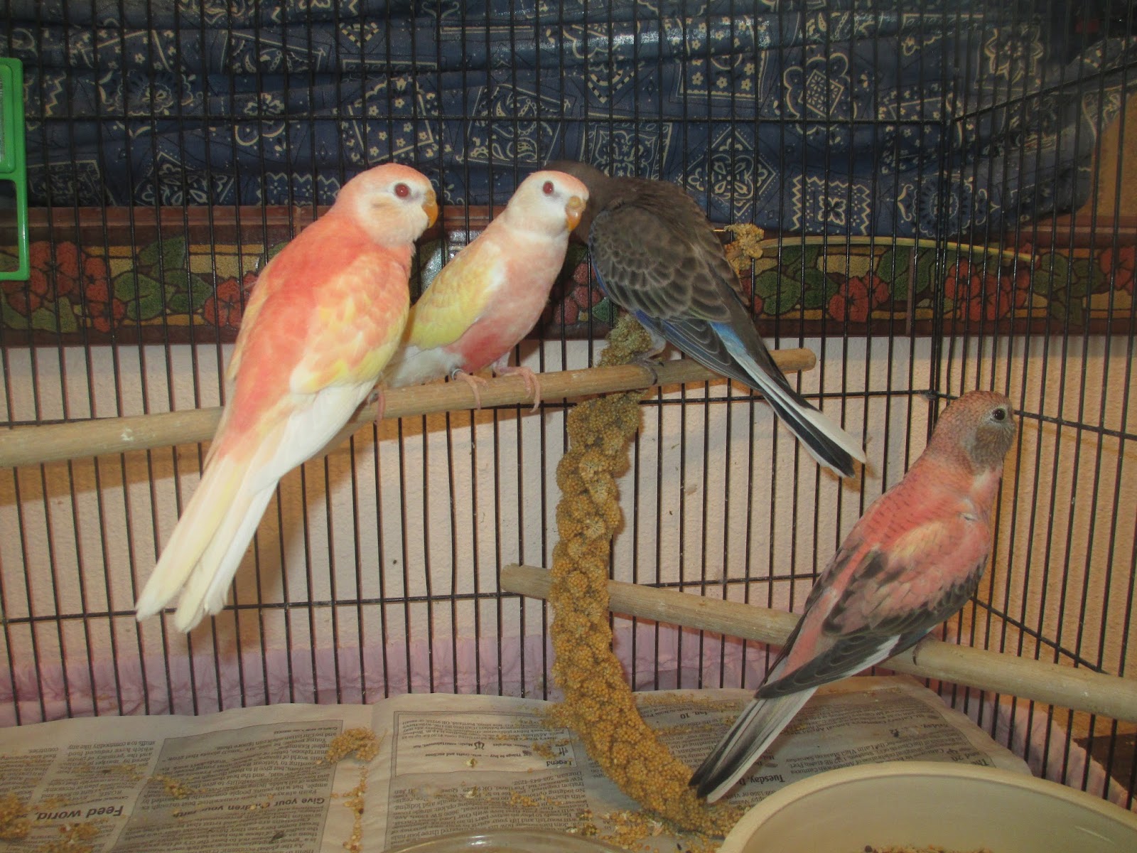 The Splendid Bourke Bird Blog: Bourke Parakeet Babies, Four Different ...