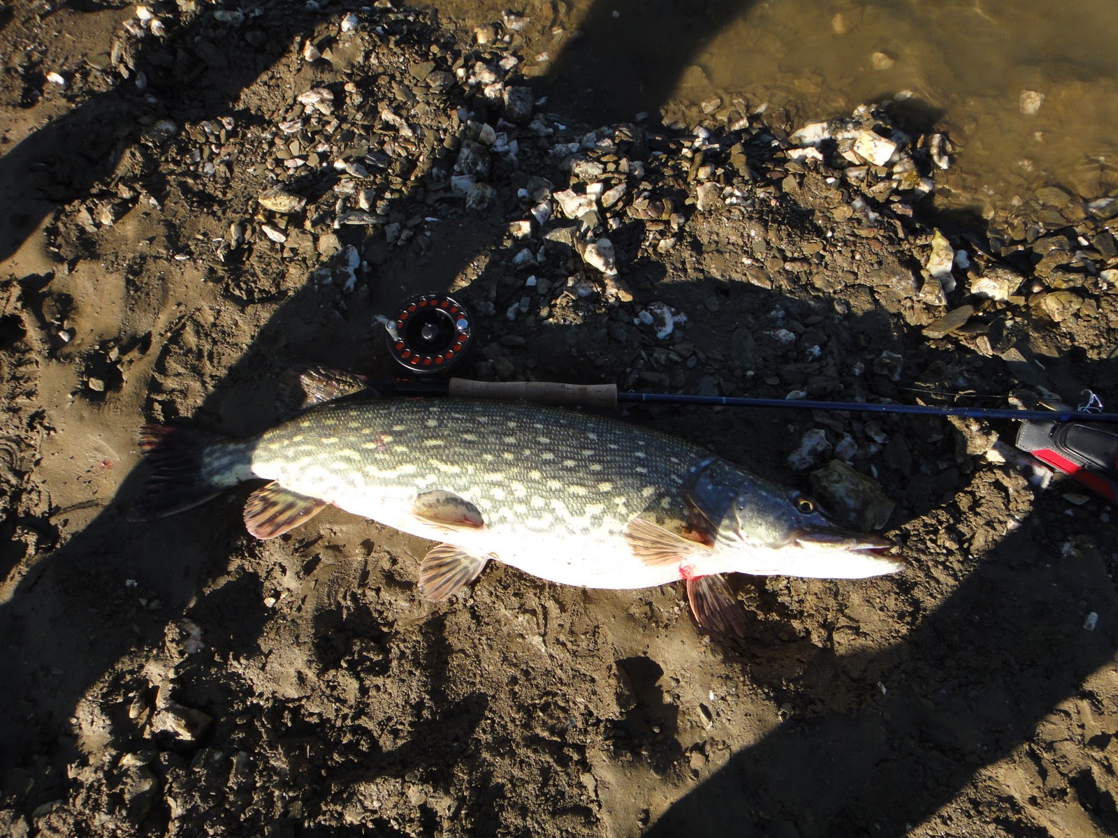 ONLY FLY FISH: LUCIO/PIKE/ESOX LUCIUS