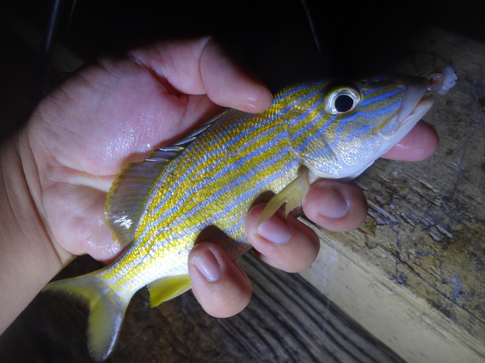 Extreme Philly Fishing: Florida Fishing Under Fresh Gale Conditions (01 ...