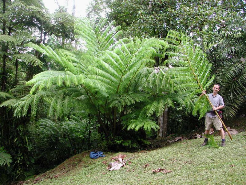 Sobre esto y aquello: Biodiversidad: Angiopteris evecta, un fósil viviente