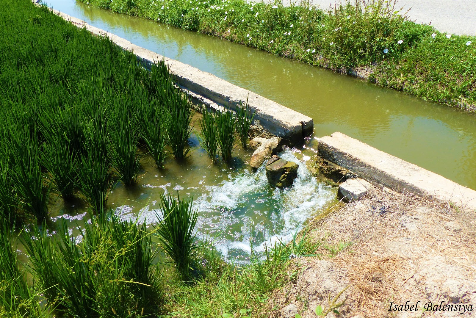 CALLEJEANDO POR VALENCIA : Acequia Mayor de Favara (Acequias de Valencia#5)