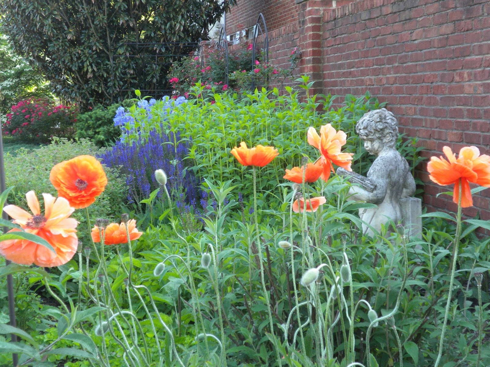 Panoply: May Garden: Profusion of Blooms