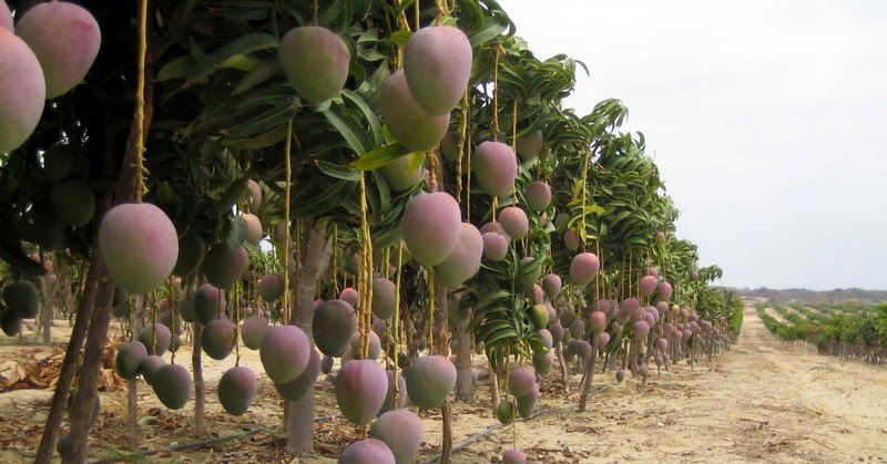 KILIMO BORA CHA MIEMBE