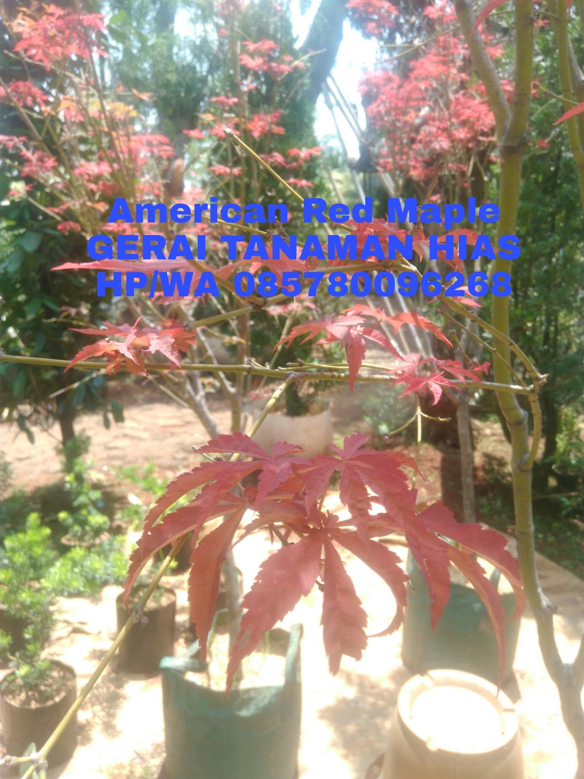 American Red Maple atau Maple Amerika