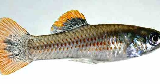 Some Fish Live in Toxic Acid Water