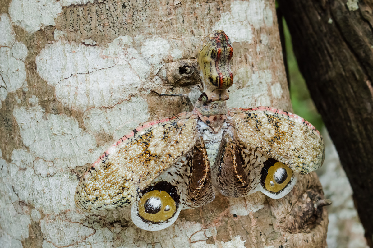 Panama Silvestre: Fulgora laternaria (Fulgoridae)