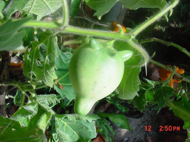 JIE JIE MELAKA: 10. TERUNG SUSU KAMBING