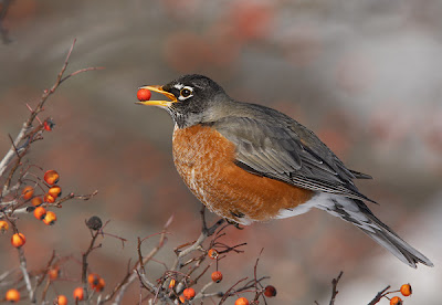 American Robin Facts and Pictures | The Wildlife