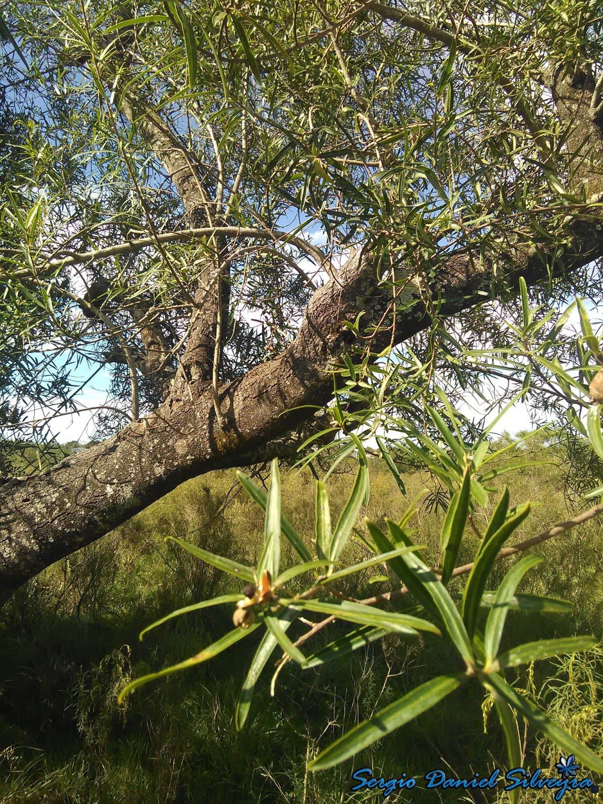 Flora Nativa de Entre Rios
