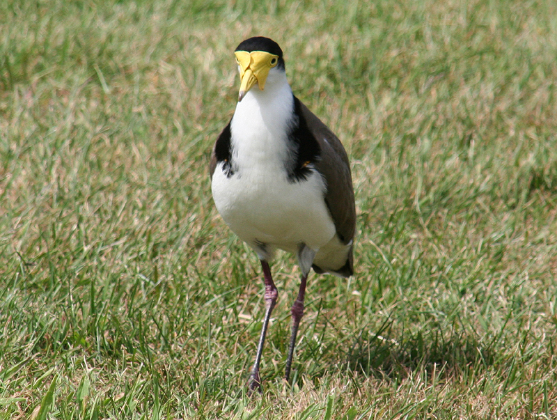 BO629HR: Australian Birds