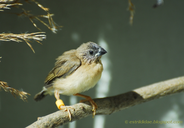 Estrildidae: Asmeninė patirtis. Rausvauodegė rubininė astrilda ...