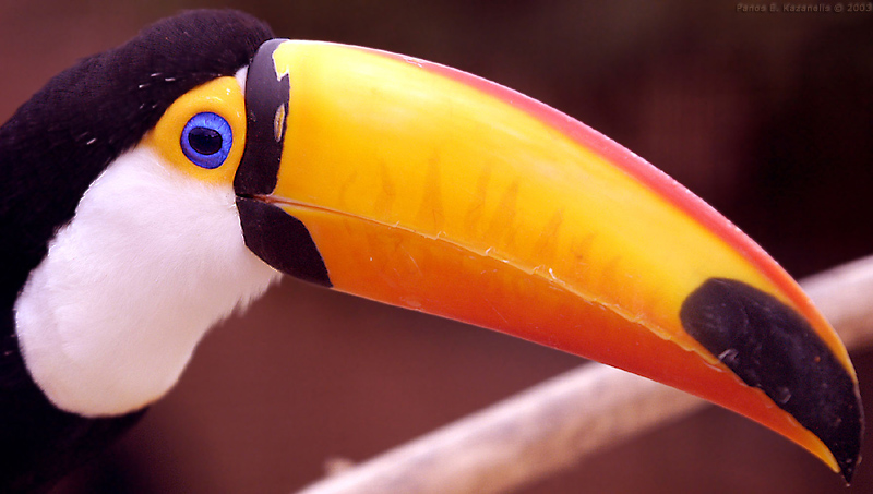 AGRICULTURA ALTERNATIVA - ZOOTEHNIE: DESPRE PASARI