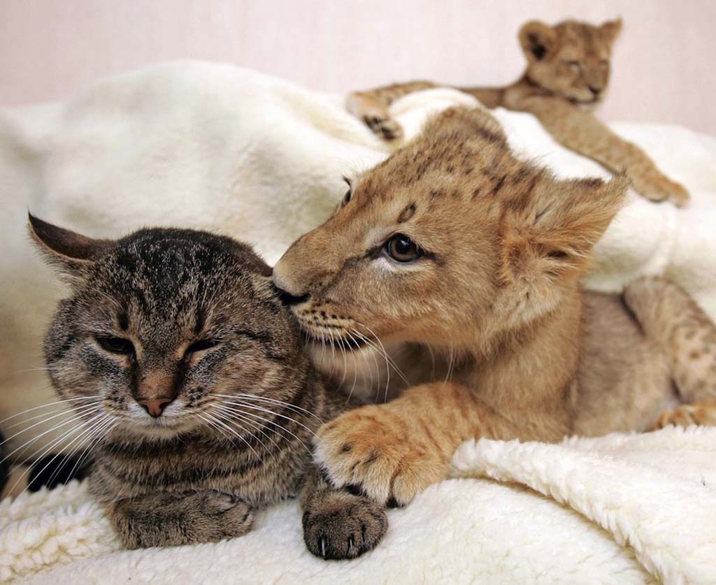 FOX PICTURE: The strangest animal couples