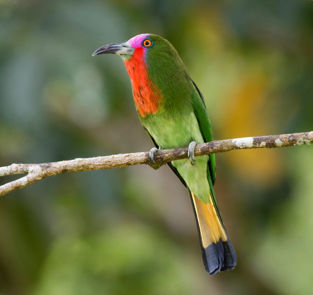 SOUTH EAST ASIA BIRDS - Malaysia birds paradise: Red-bearded bee-eater ...