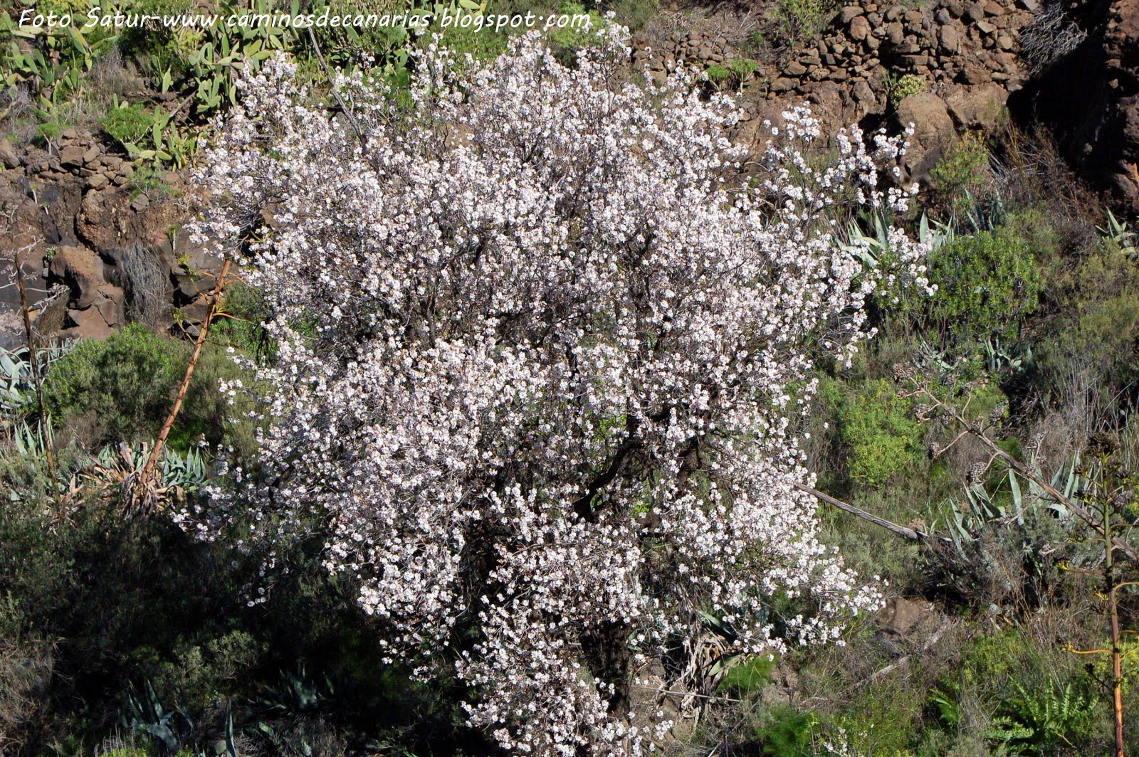 El Aserrador-Carrizal de Tejeda-Vega de Acusa - Caminos de Canarias