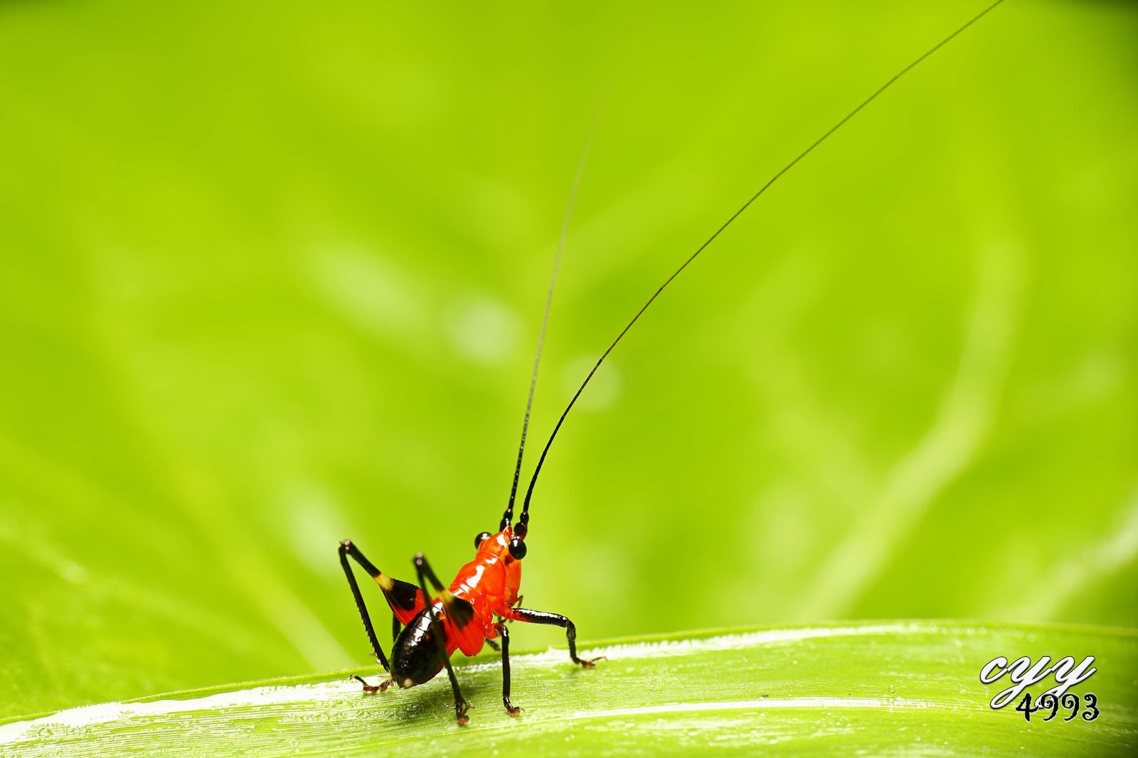 cyy4993: Grasshopper [Tettigoniidae] Conocephalus Melanus (De Haan ...