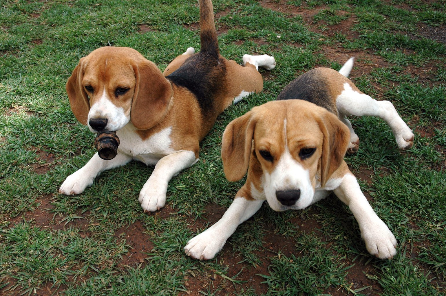 Todas las razas de perros: Beagle