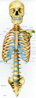 Anatomia Educandario: ESQUELETO AXIAL E APENDICULAR