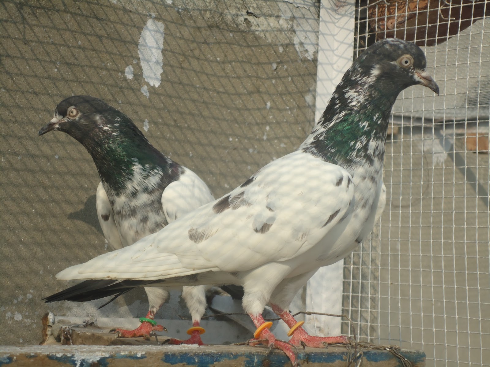Pigeons | Kabootar Baaz | Pigeons Photos: Pakistani High Flying Tipplers