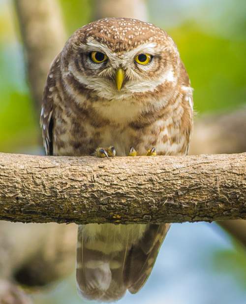 Spotted owlet photos | Birds of India | Bird World