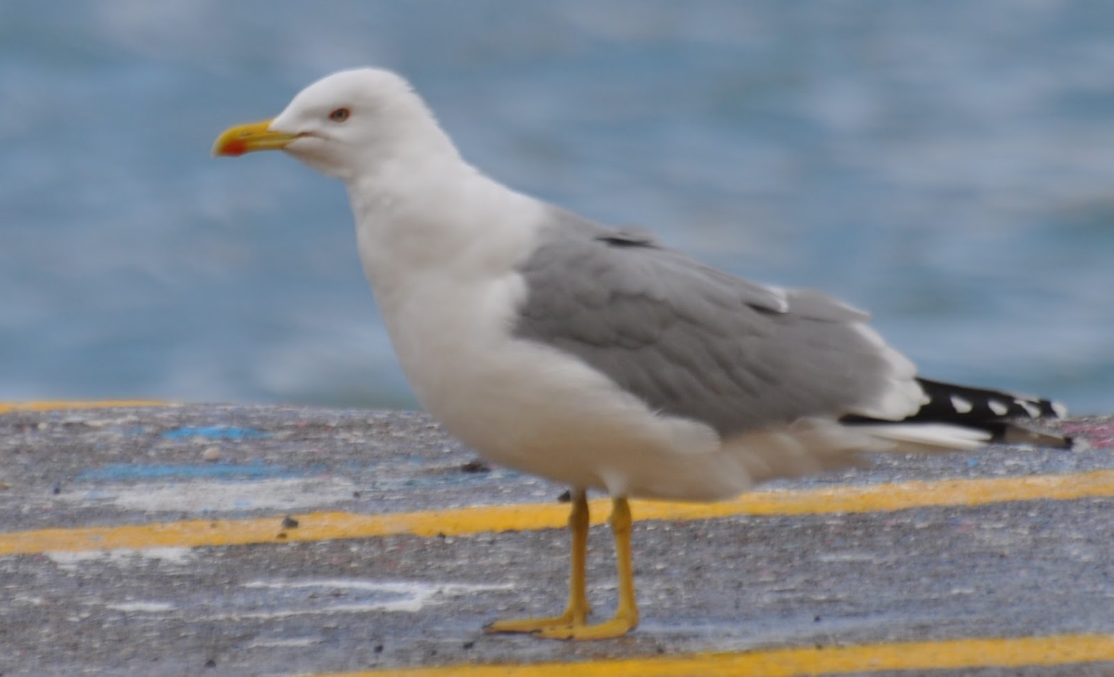 Gulls of Crete