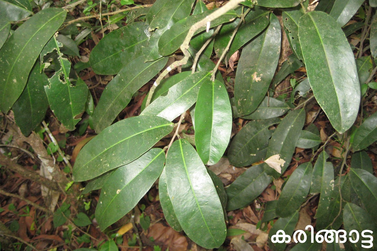 Ayurvedic Medicinal Plants in Kerala