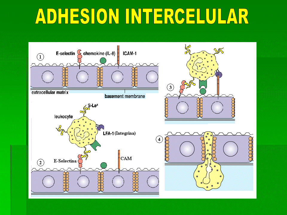 V47: EL ESPACIO INTERCELULAR