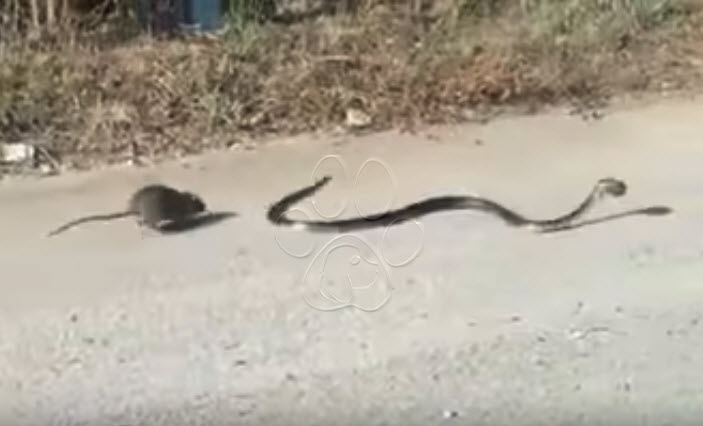 [CONMOVEDOR] Una rata mamá se enfrenta a una serpiente para salvar a su ...