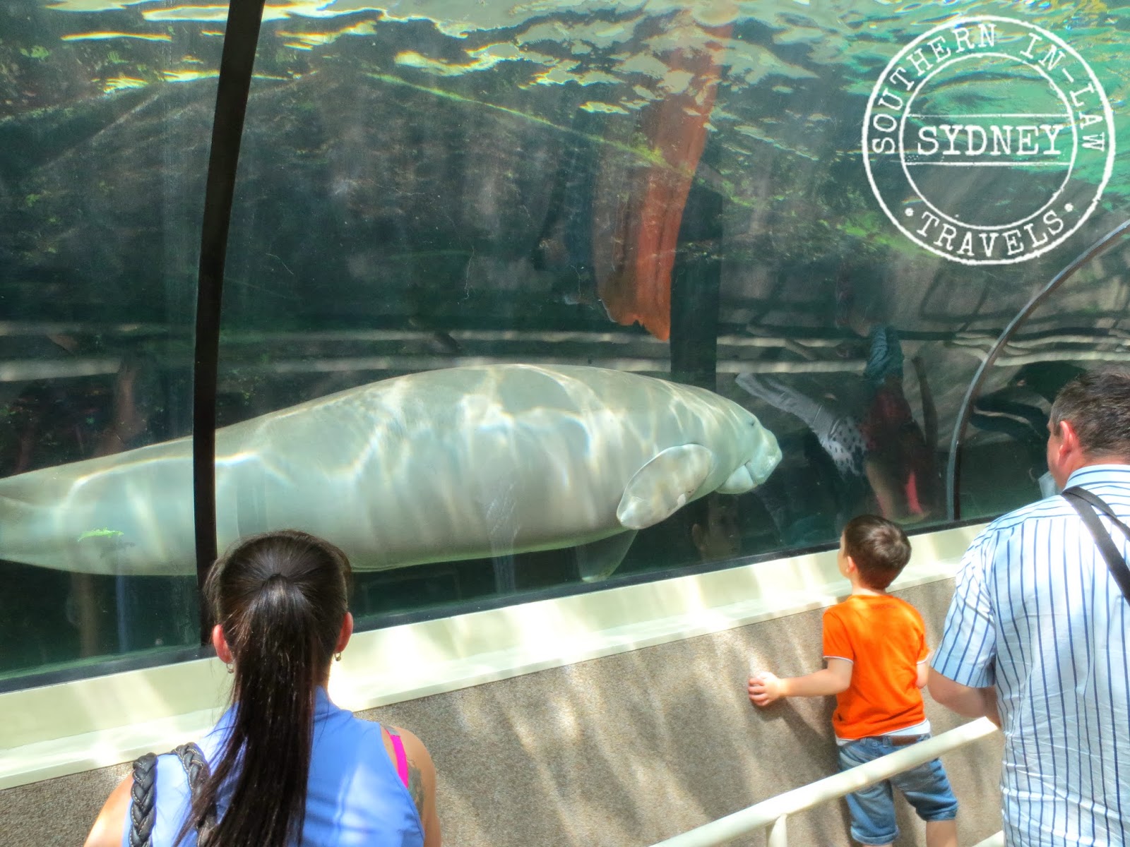 Southern In Law: SIL in Sydney: Sydney SEA LIFE