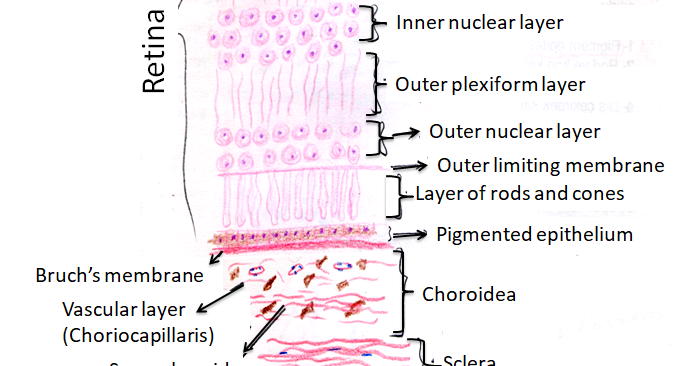 Histology Drawings