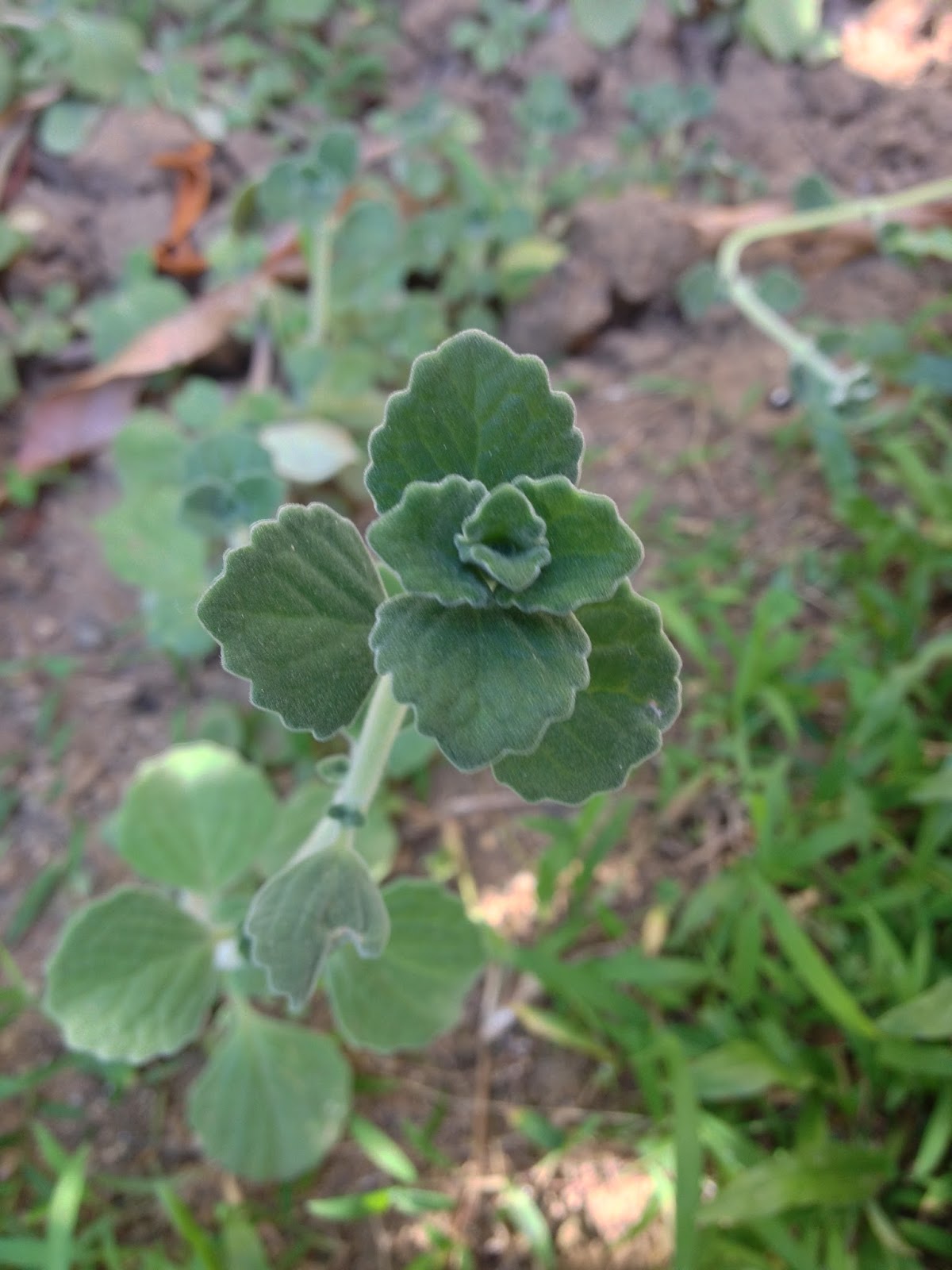 Puerto Rico Sano: Alcanfor en Puerto Rico (Plectranthus purpuratus)