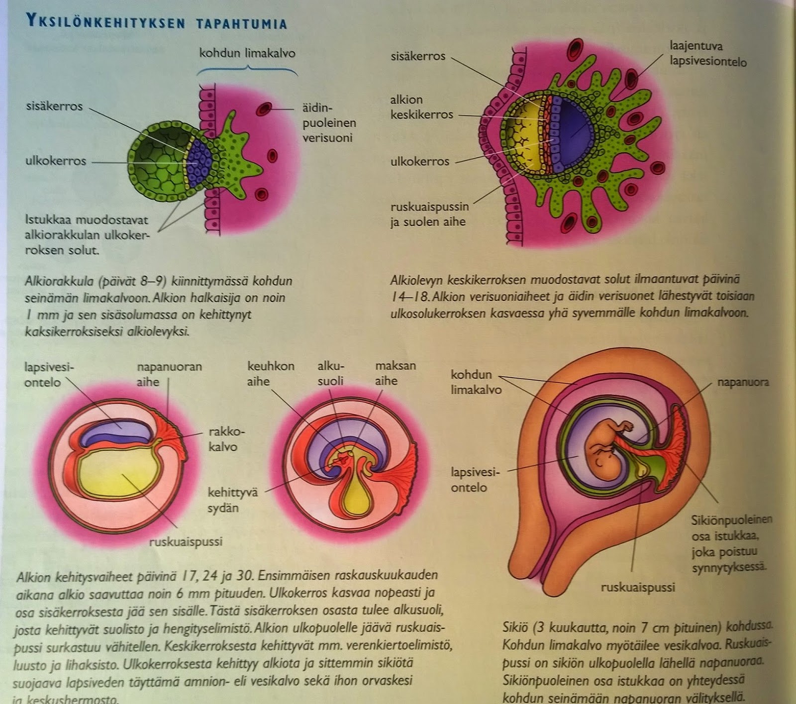 Kurssi 4, ihmisen biologia: Kappale 14, Uusi ihmisyksilö kehittyy ...