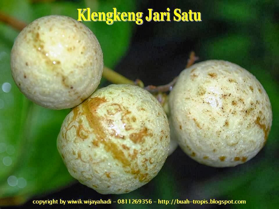 Caraka Purwo Wibisono: Mengenal manfaat dan khasiat buah lengkeng satu jari