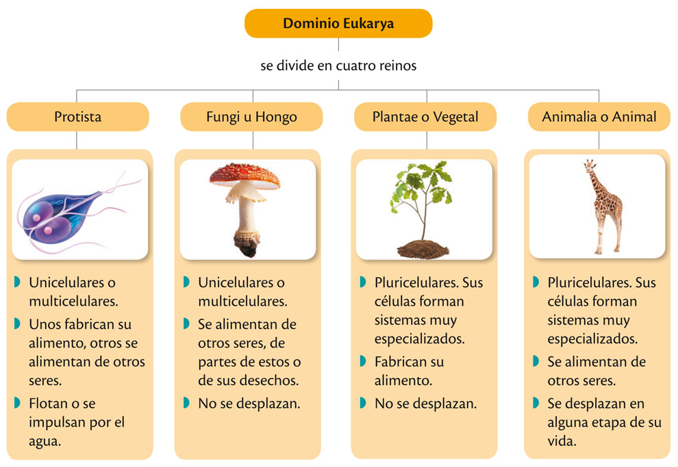 dominio eukaria