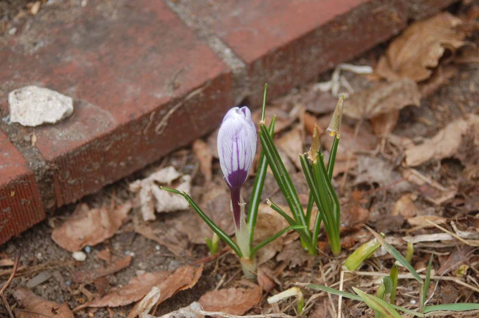 Michigan Wildflowers 2013: April 5: Crocus, first flower of spring and ...