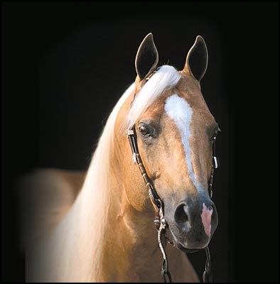 Telaret Ranch: Shining Spark