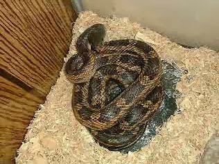 LAS CULEBRAS: La Ratonera