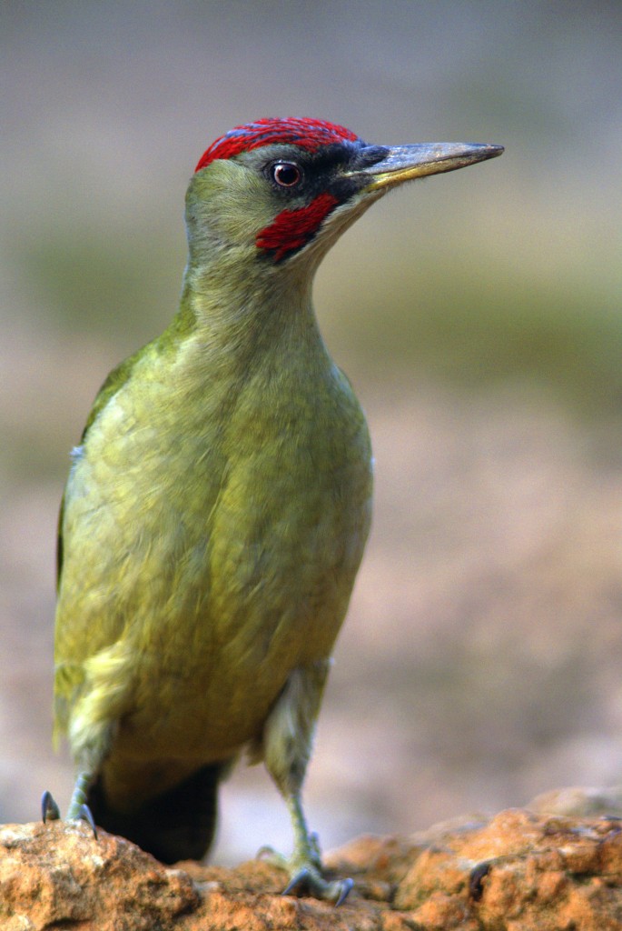 Flora y Fauna de las Sierras de Jaén: PITO REAL