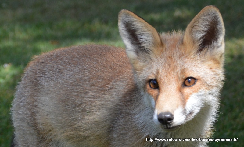 Retours vers les Basses-Pyrénées: Battues aux renards aux AD 64