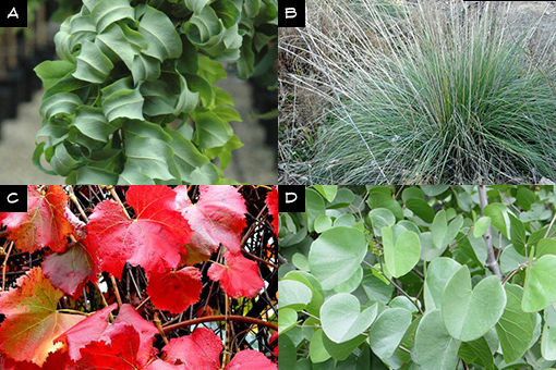 Plant This Now Berkeley: Tree #1) Robinia pseudoacacia 'Lace Lady'