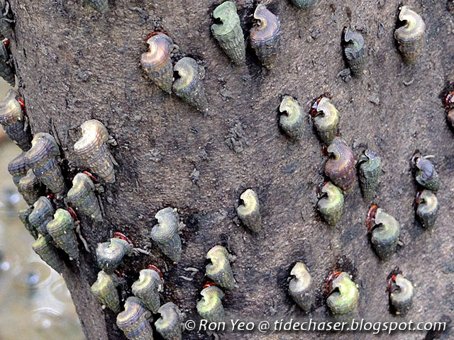 tHE tiDE cHAsER: Horn Shells & Creeper Snails (Phylum Mollusca ...