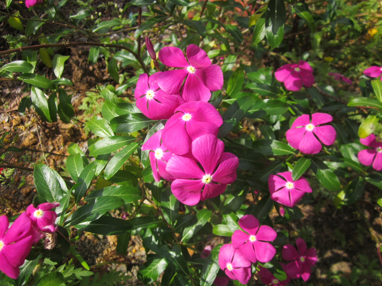 Shavam Nari Poo (Vinca) | KERALA NATURE AND AYURVEDA